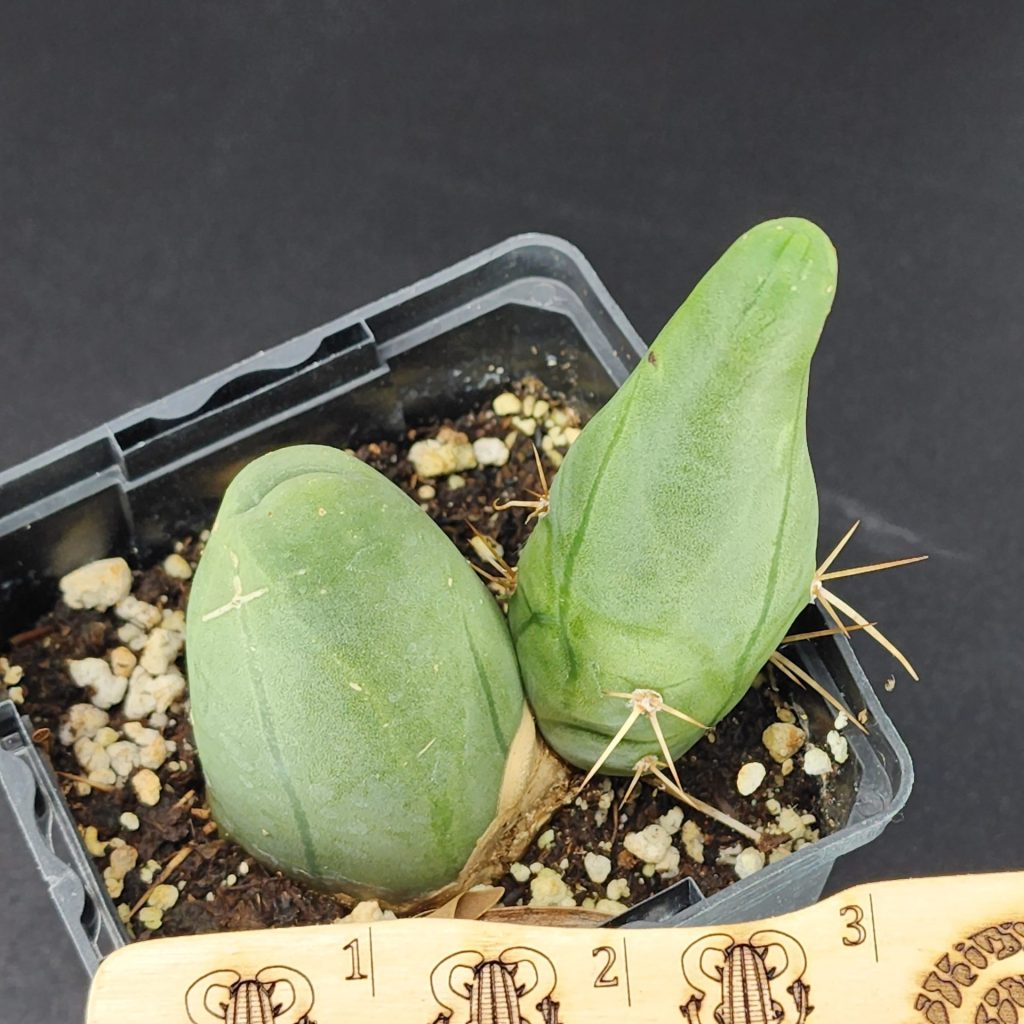 TBM Clone B – Medicactus